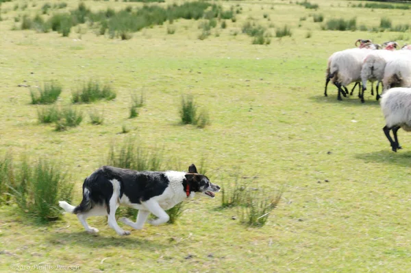 Sheepdog ireland Stock Photos, Royalty Free Sheepdog ireland Images ...