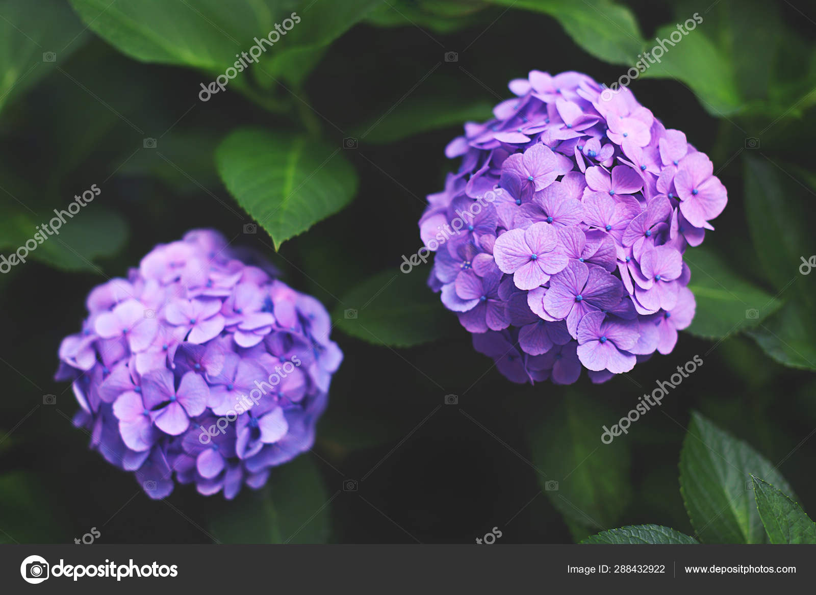 Two hydrangeas and leaves. Stock Photo by ©yulisitsa 288432922