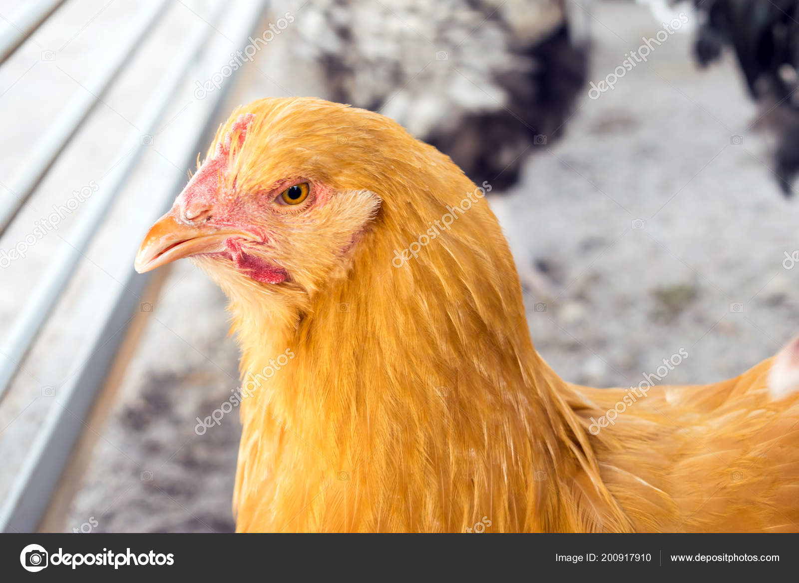 Golden Chicken Breeds