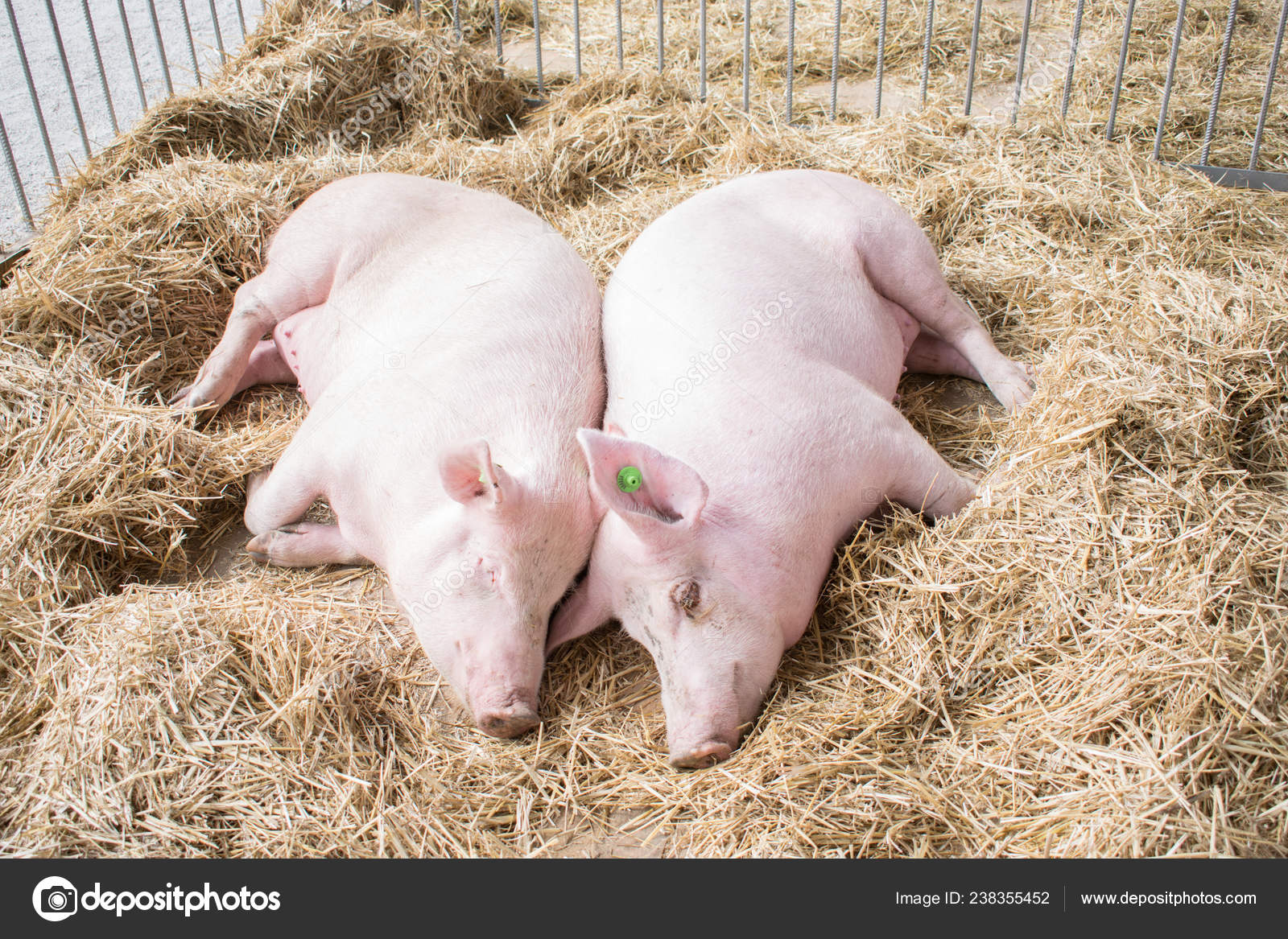 Two Fat Pink Pigs Sleep Hay Straw Pig Breeding Farm Stock Photo by ...