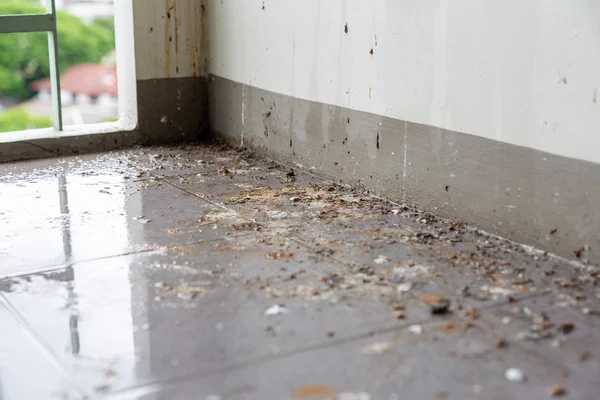 Bird poop Stock Photos, Royalty Free Bird poop Images | Depositphotos