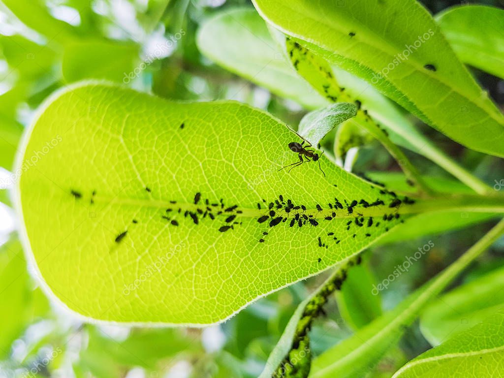 Mutualism relationship of a ant with her flock of aphids on a leaf ...