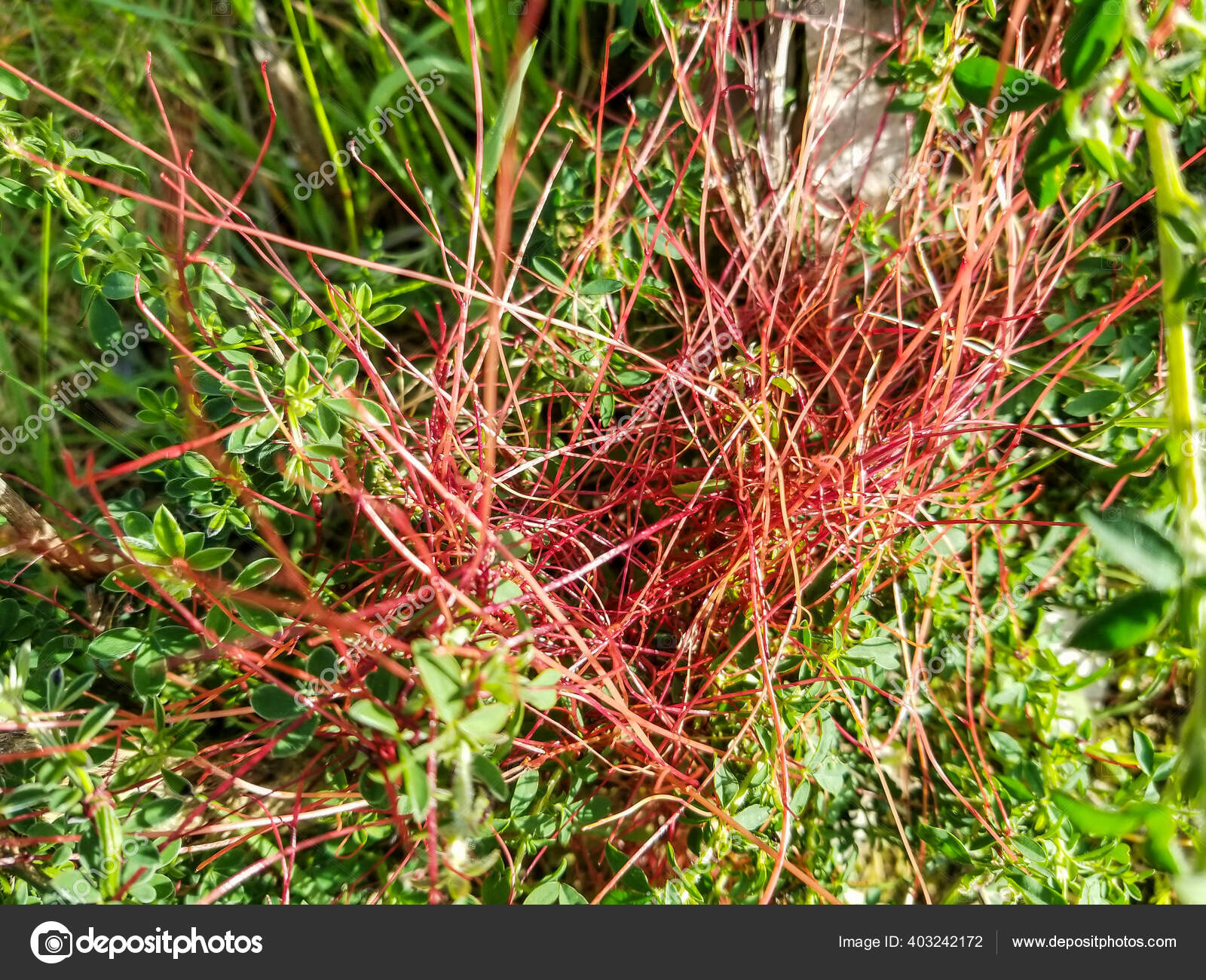 Lesser Dodder Hellweed Strangle Tare Plant Cuscuta Epithymum Parasitic ...