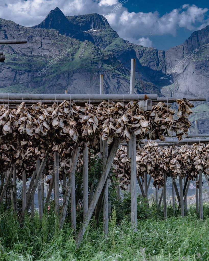 Bacalao seque en bastidores, montañas fiordo paisaje en el fondo. Pesca ...