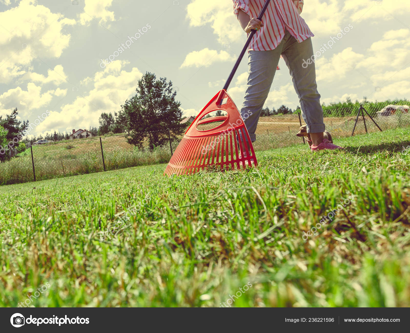 Unusual Angle Woman Raking Leaves Using Rake Person Taking Care Stock ...