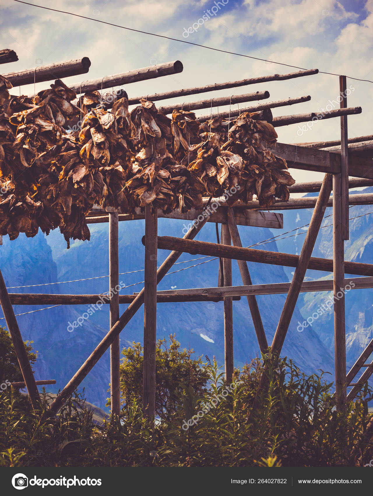 Cod stockfish drying on racks, Lofoten islands Norway Stock Photo by ...