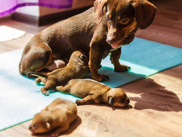 Newborn Weiner Dogs