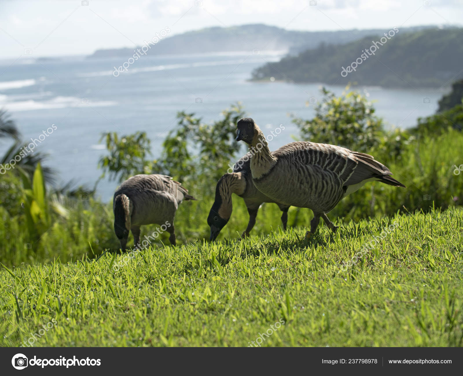 Nene Goose Wild Endangered Bird Kauai Hawaii Stock Photo by ...