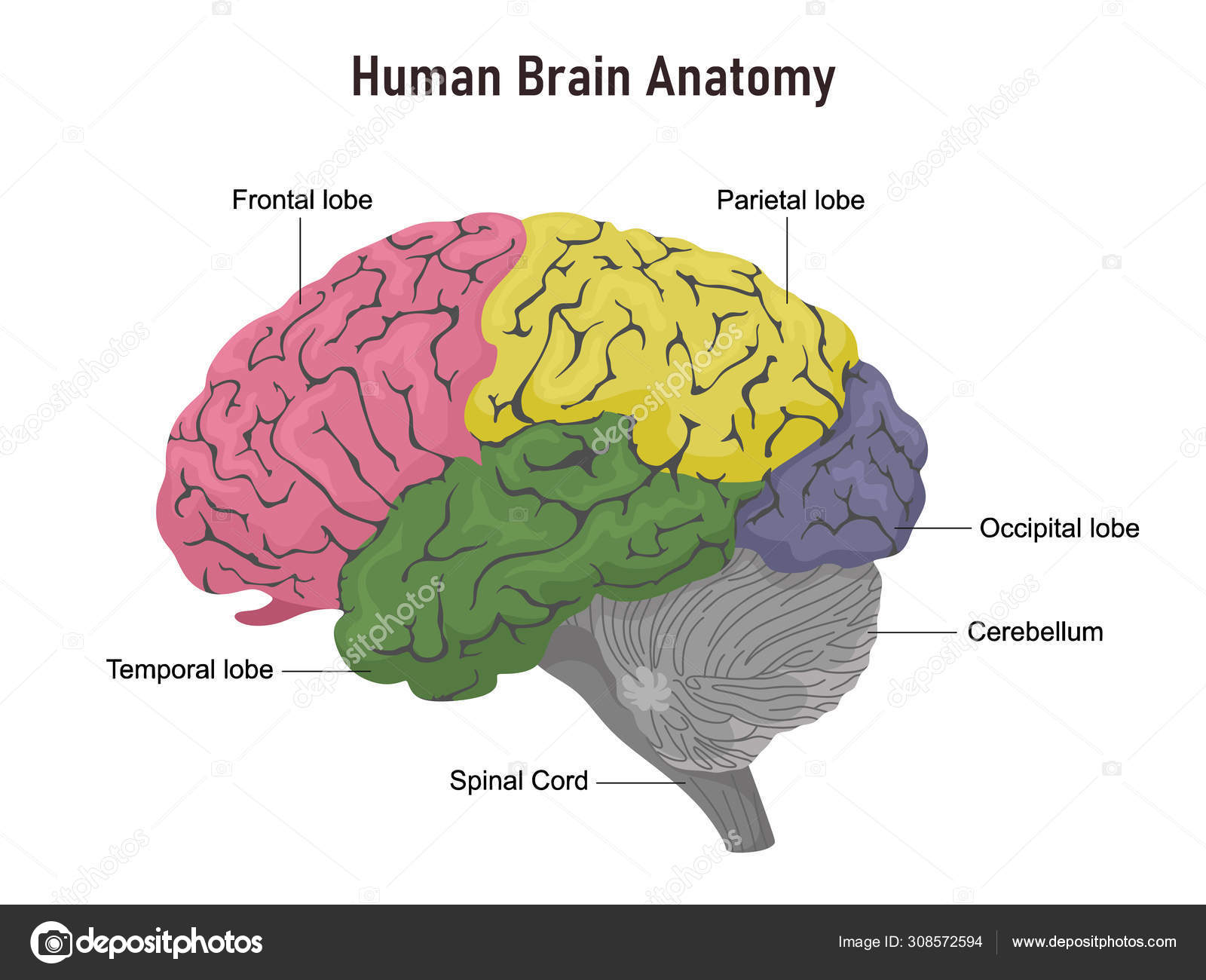 Namen Van Menselijke Hersendelen