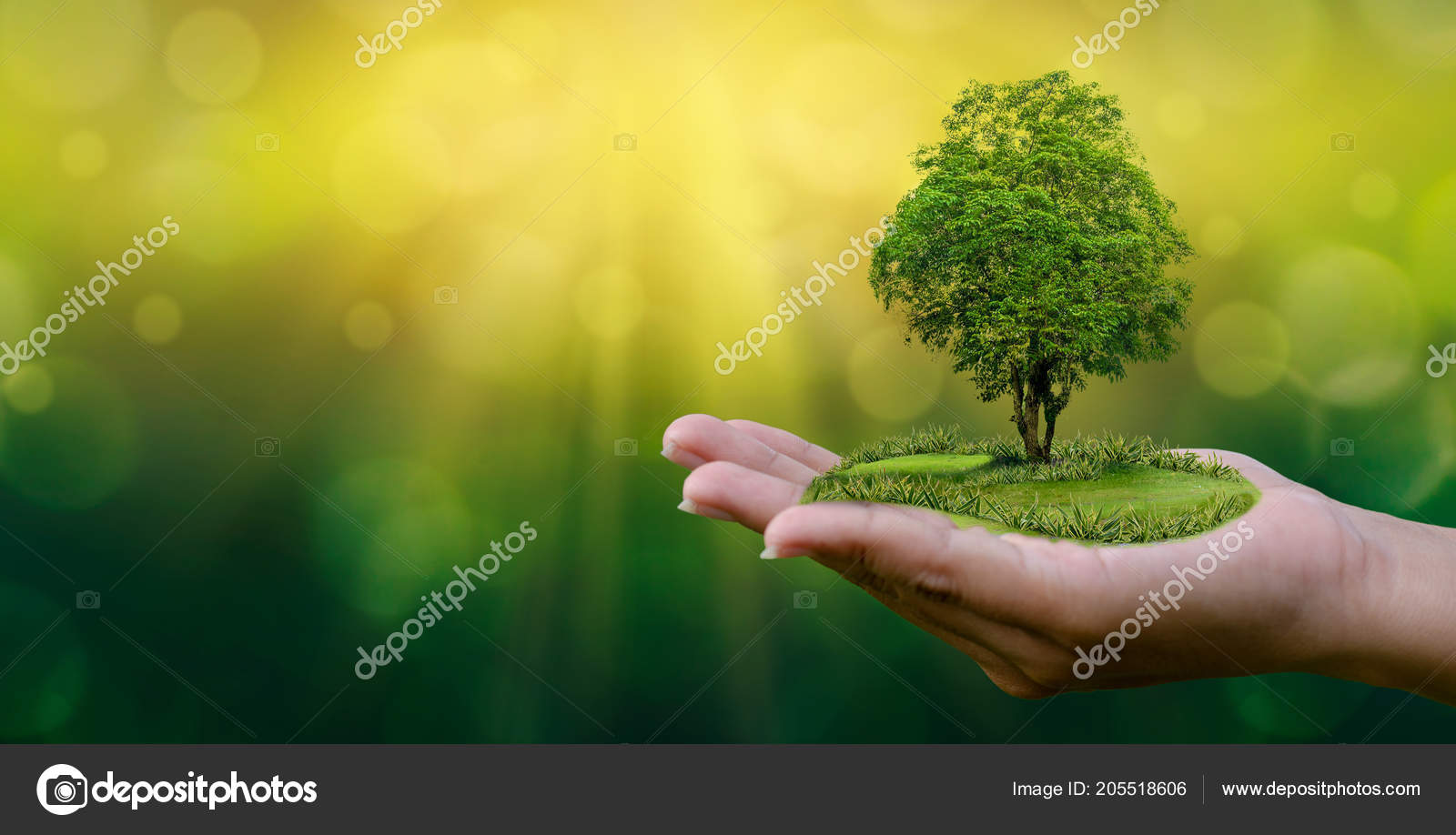 Environment Earth Day Hands Trees Growing Seedlings Bokeh Green ...
