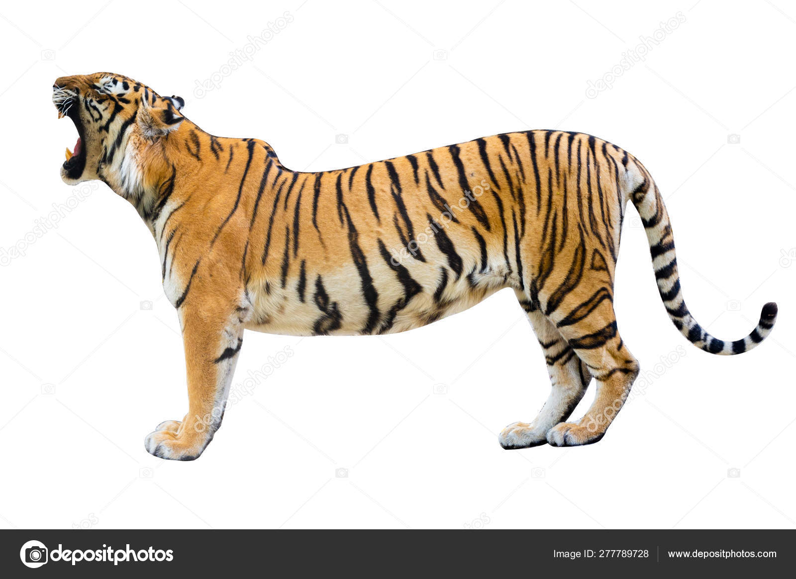 Tiger White Background Isolate Full Body — Stock Photo © sarayut #277789728