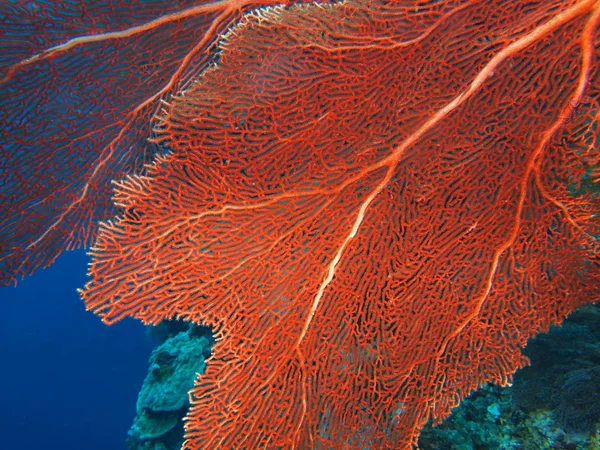 Corail mer rouge images libres de droit, photos de Corail mer rouge ...