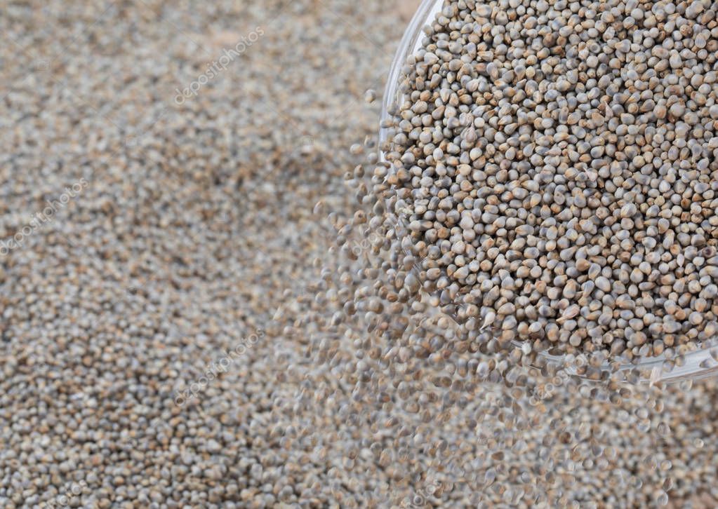 Las semillas de mijo perlado también se conocen como Bajra, Bajri ...