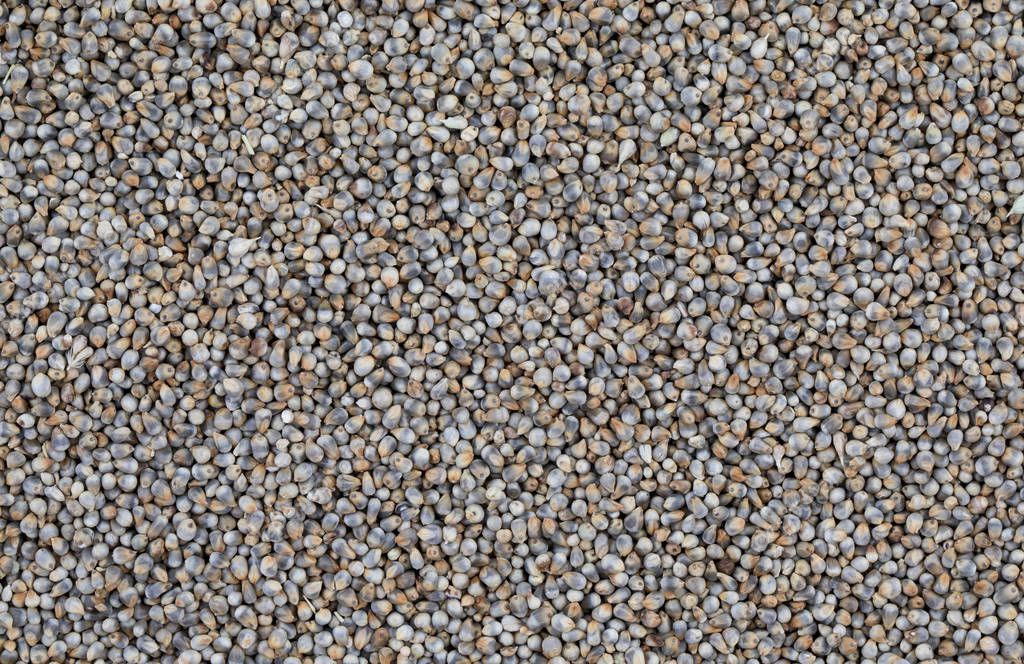 Las semillas de mijo perlado también se conocen como Bajra, Bajri ...