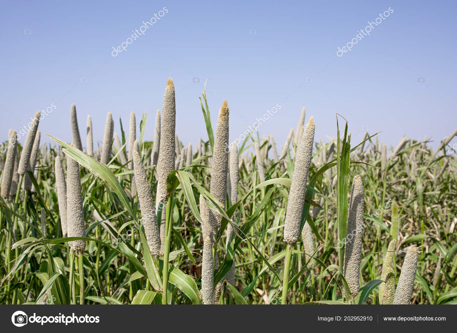Pearl Millet Field Rajasthan India Crop Know Bajra Bajri Agriculture ...