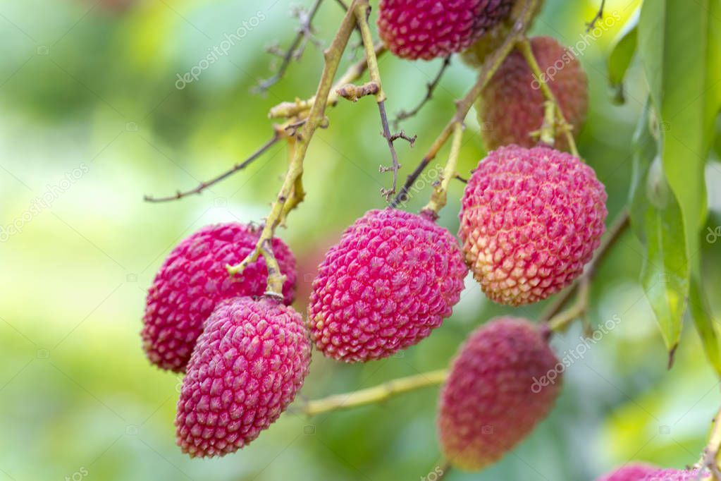 Almuerzo de lichi fresco (Bombay) frutas colgando de un rbol verde. 2024