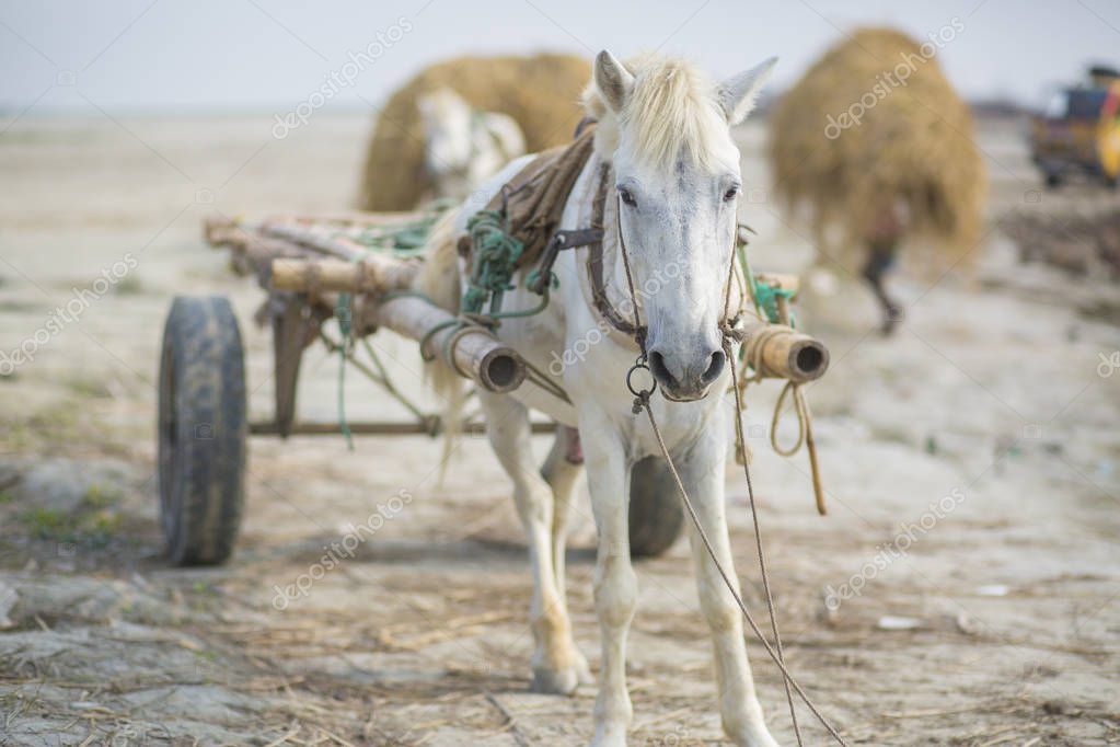 Bangladesh - 01 de marzo de 2019: Un vagón a caballo de carga cargando ...