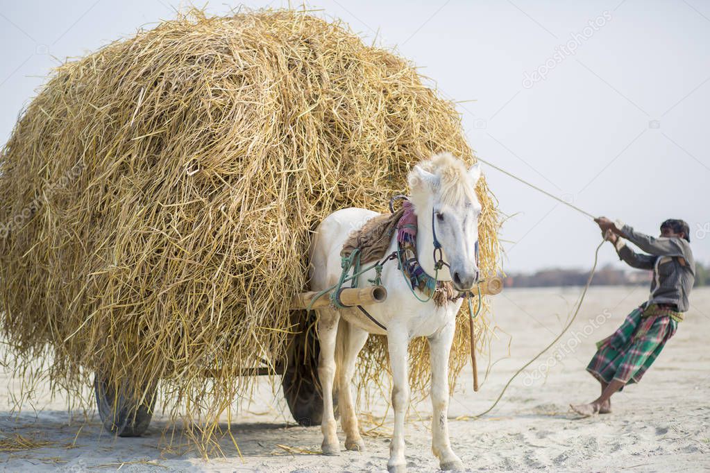 Bangladesh - 01 de marzo de 2019: Un vagón a caballo de carga cargando ...