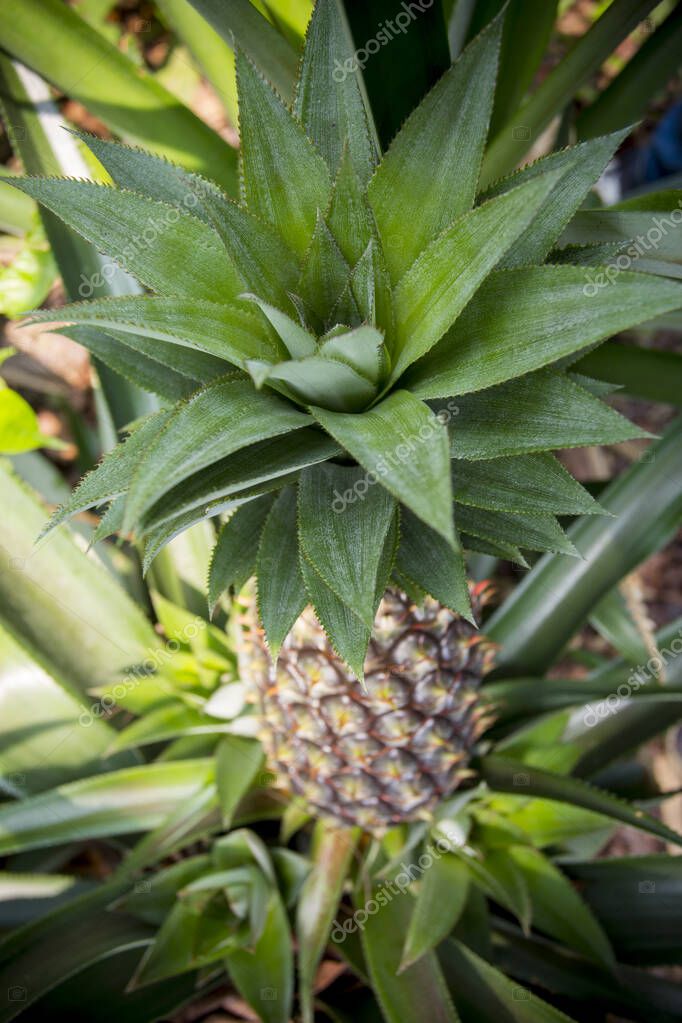 Fruta de la piña verde que crece en el jardín en Madhupur, Tangail ...