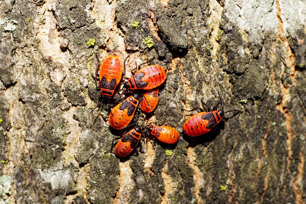 Primer plano de siete jóvenes insectos rojos soldado Pyrrrhocoris ...