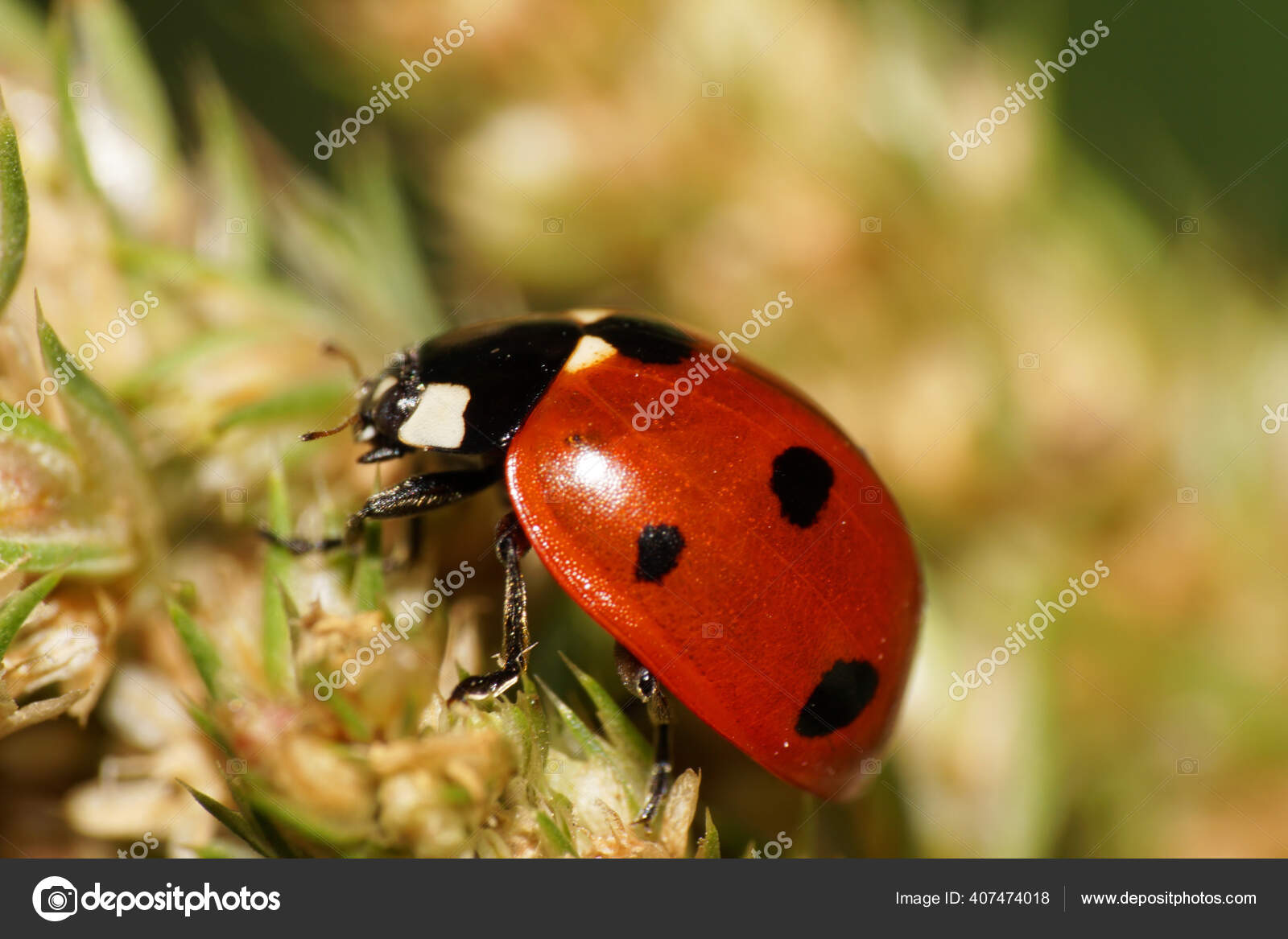 Macro View Side Red Caucasian Ladybug Black Spots Paws Sitting Stock ...