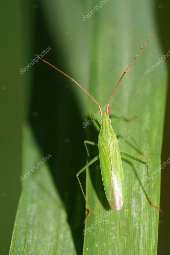 Macro de insecto verde de Blepharidopterus angulatus sentado sobre una ...