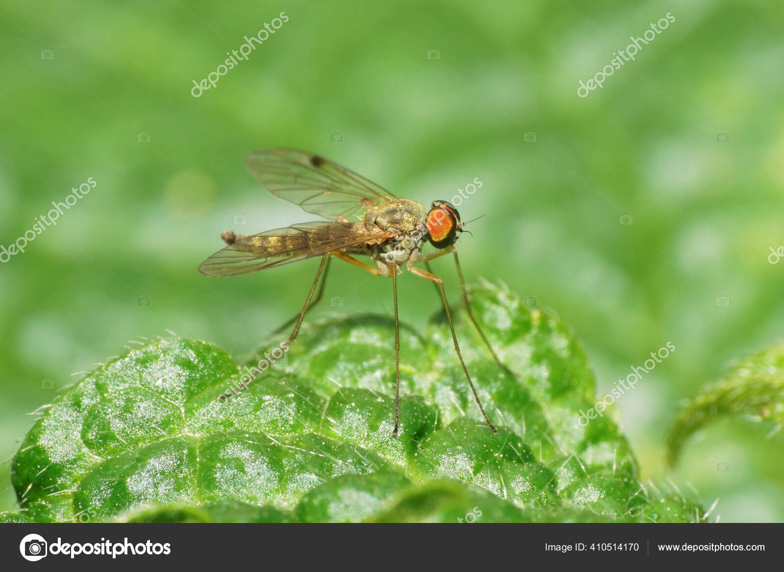 Close Long Legged Midge Wings Eyes Sitting Green Leaf — Stock Photo ...