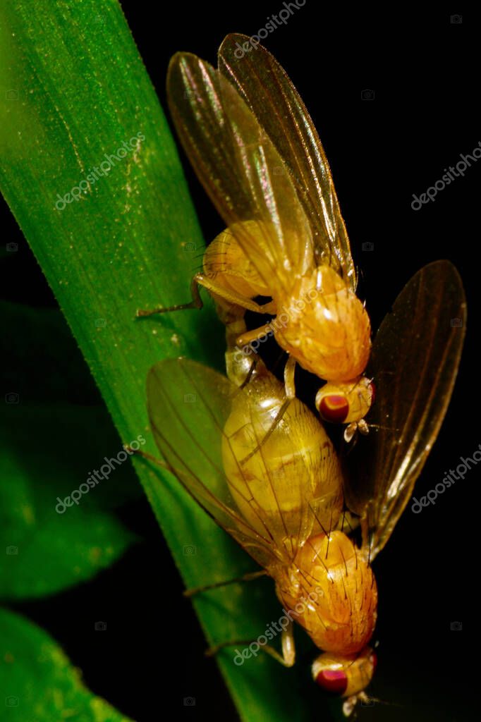 Macro cría dos moscas jóvenes caucásicas amarillas junto con alas ...