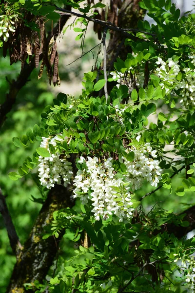 Roble flower Stock Photos, Royalty Free Roble flower Images | Depositphotos