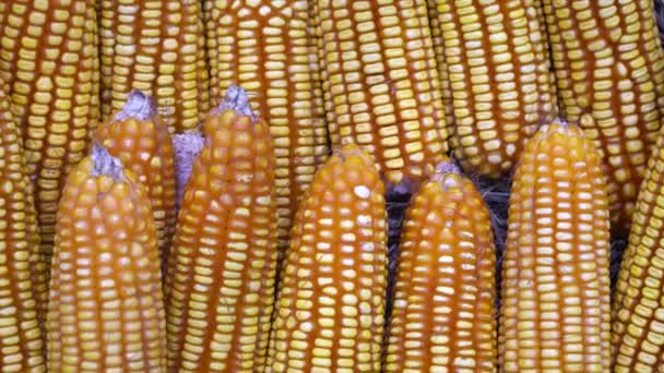 Vidéos pour Cultivo de maíz, Cultivo de maíz clips vidéo HD / 4K ...