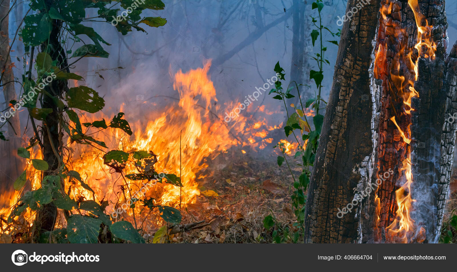 Rain Forest Fire Disaster Burning Caused Humans — Stock Photo © toa55 ...