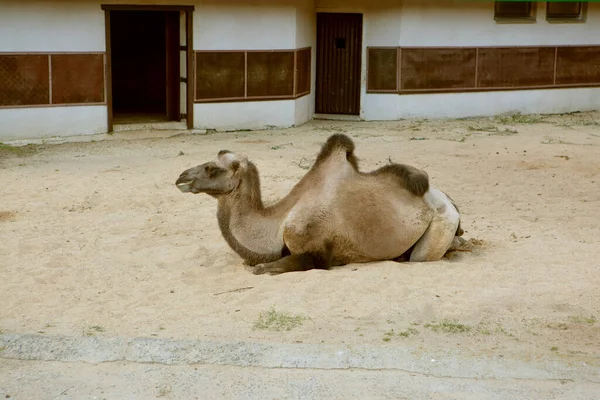 Camel sleeping Stock Photos, Royalty Free Camel sleeping Images | Depositphotos