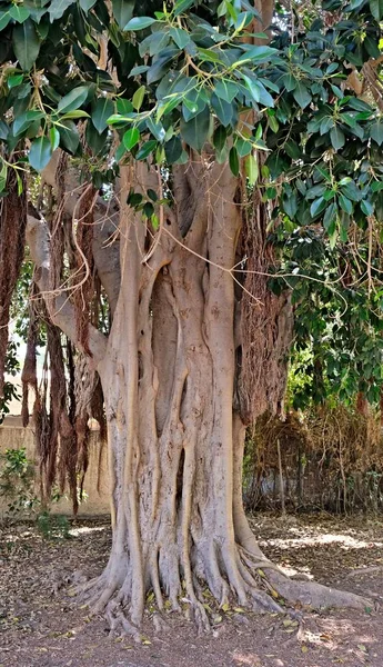 Ratchaphruek tree Stock Photos, Royalty Free Ratchaphruek tree Images ...