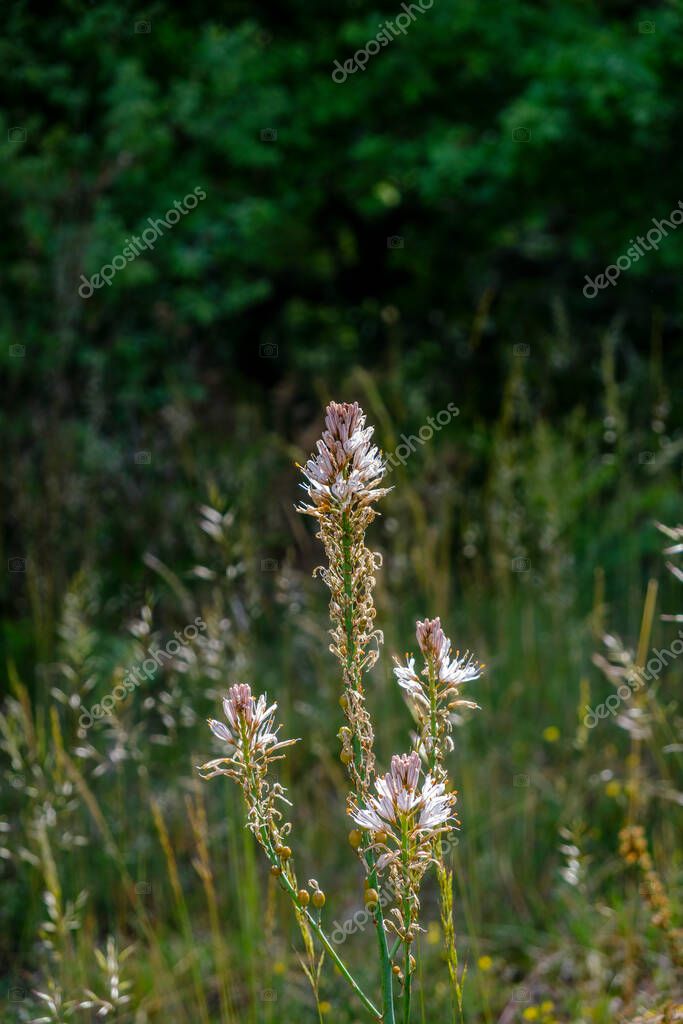 Campo de asphodel, planta herb cea perenne originaria de la regi n ...