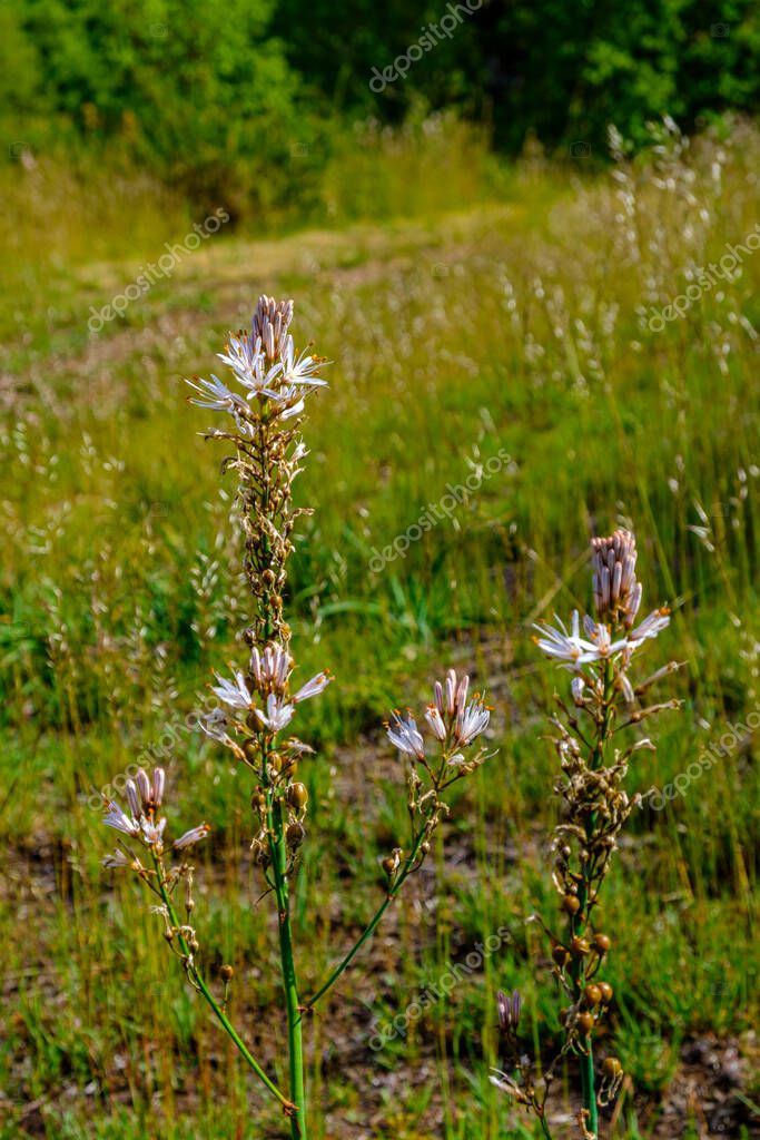 Campo de asphodel, planta herbácea perenne originaria de la región ...