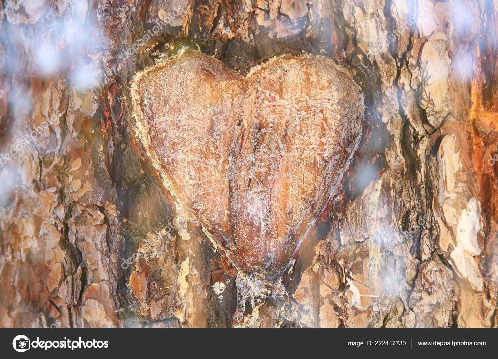 Photo Old Tree Trunk Heart Carved Valentine's Day Concept Romantic ...