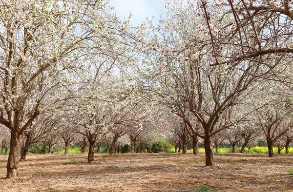 Acres of almond trees lined the interstate highway which complimented ...