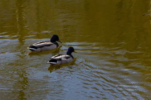 Patos azules Stock Photos, Royalty Free Patos azules Images | Depositphotos