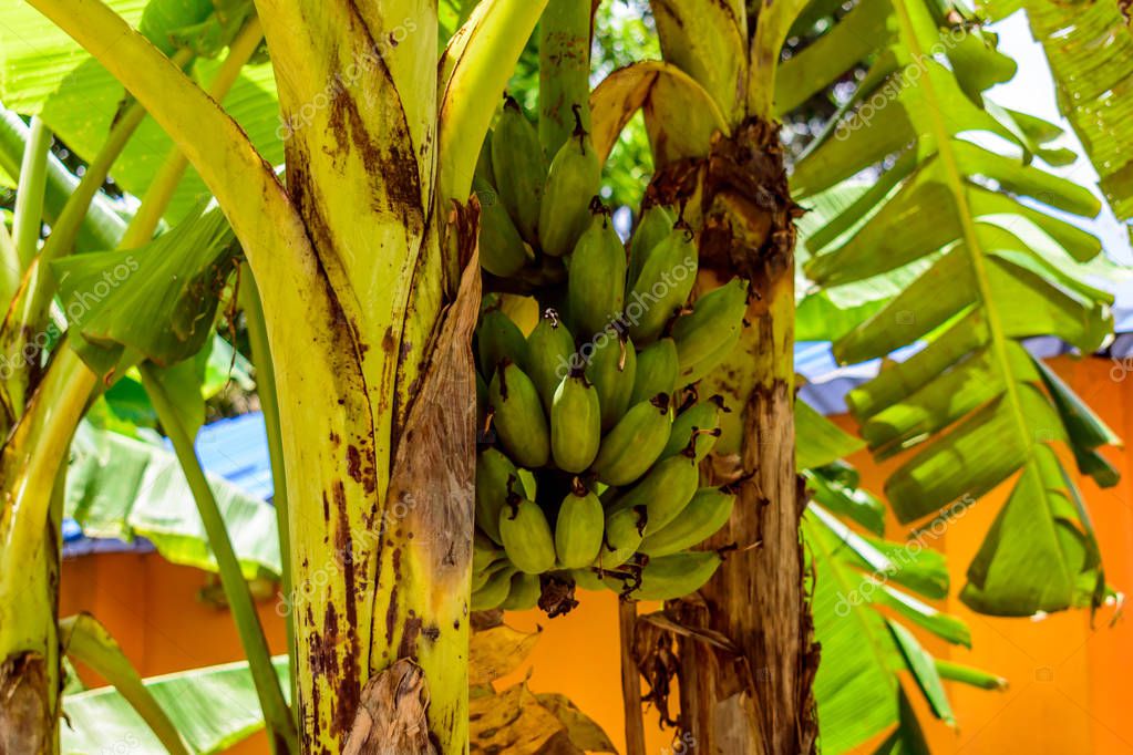 Los plátanos en el árbol en un jardín, el plátano y las plantas de ...