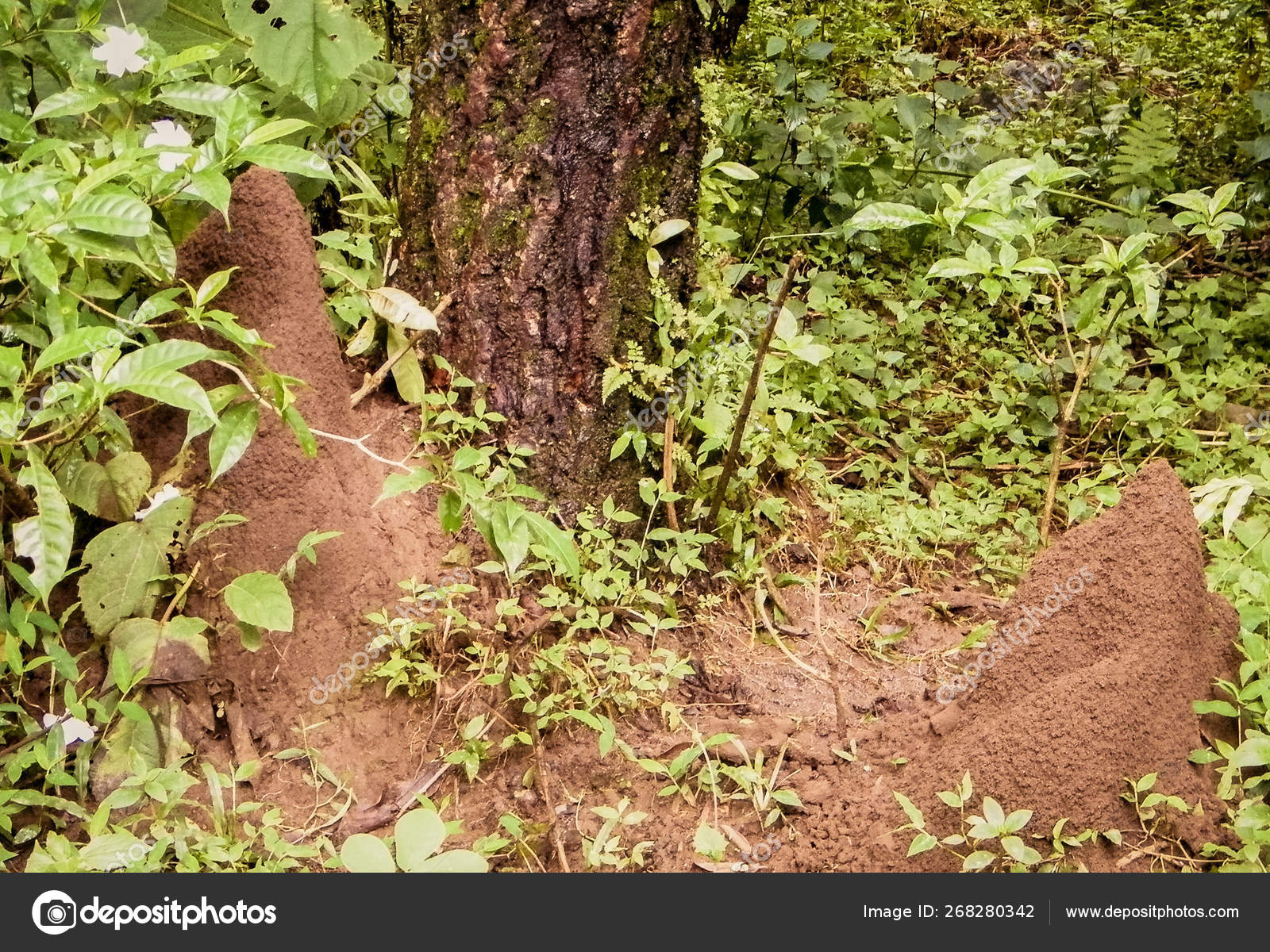 Underground Ant Tunnels
