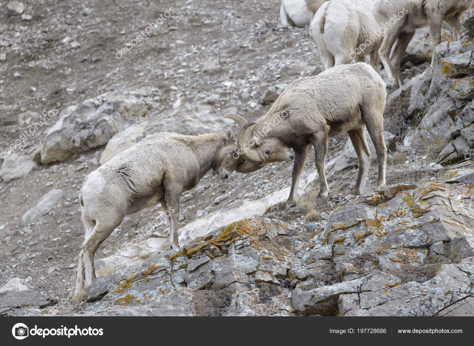 Bighorn Sheep Ovis Canadensis Macho Carnero Lucha Acantilado Refugio ...
