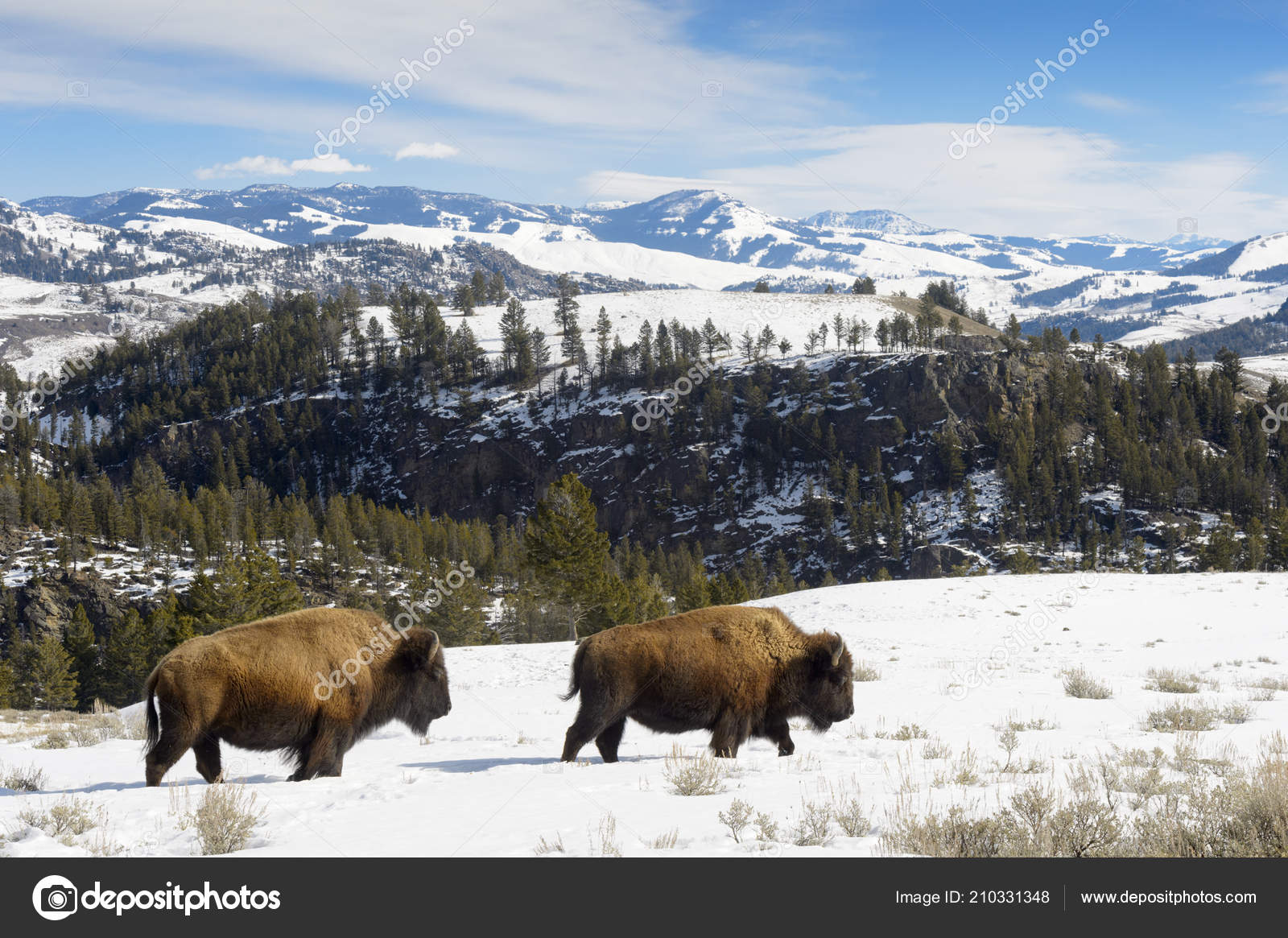 American Bison Bison Bison Walking Landscape Yellowstone National Park ...
