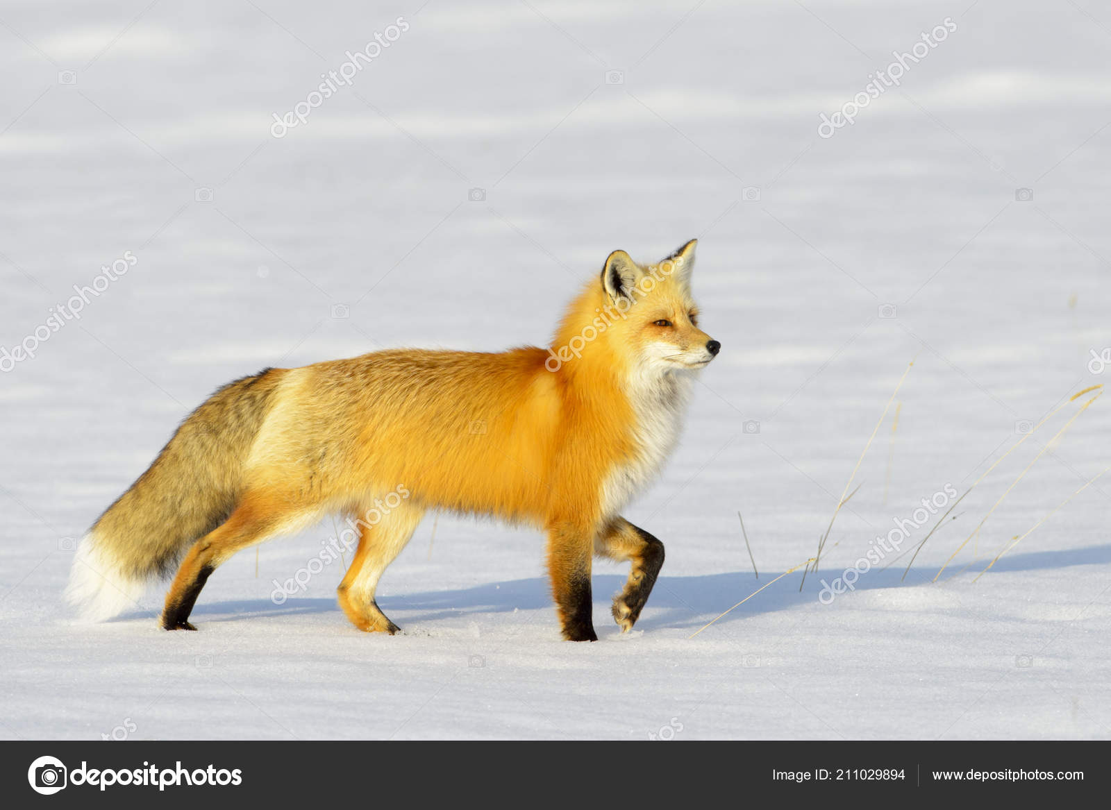 Red Fox Walking