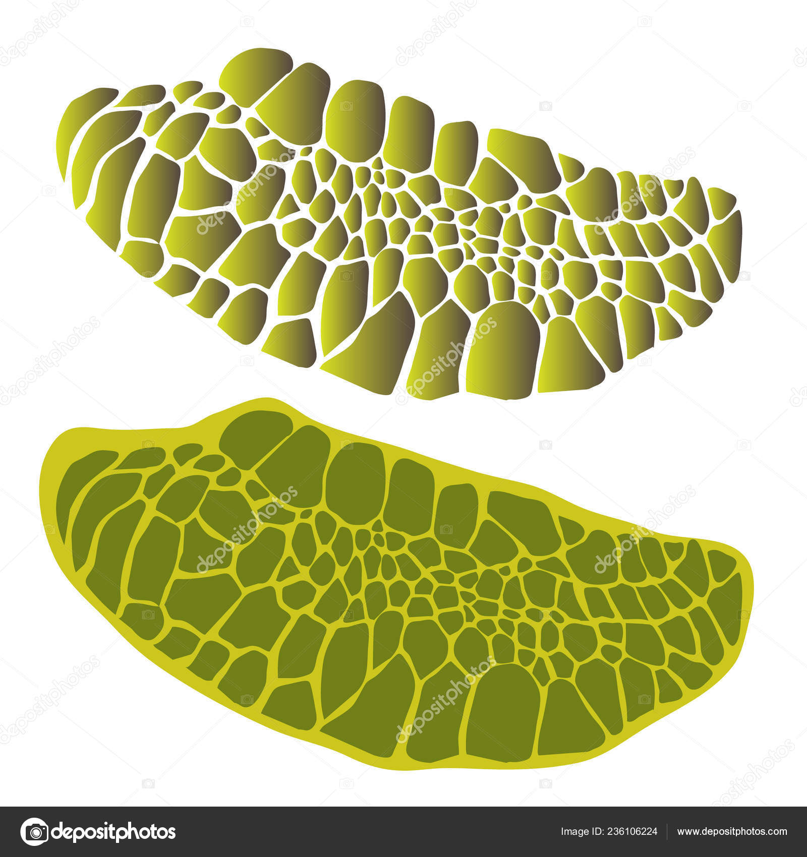 Tortoise Fin Turtle Paddle Texture Stock Vector Image by ©lihina #236106224