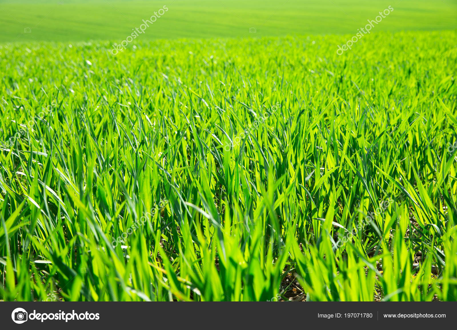 Green Grass Background Texture Element Design Stock Photo by ©LiskaM ...