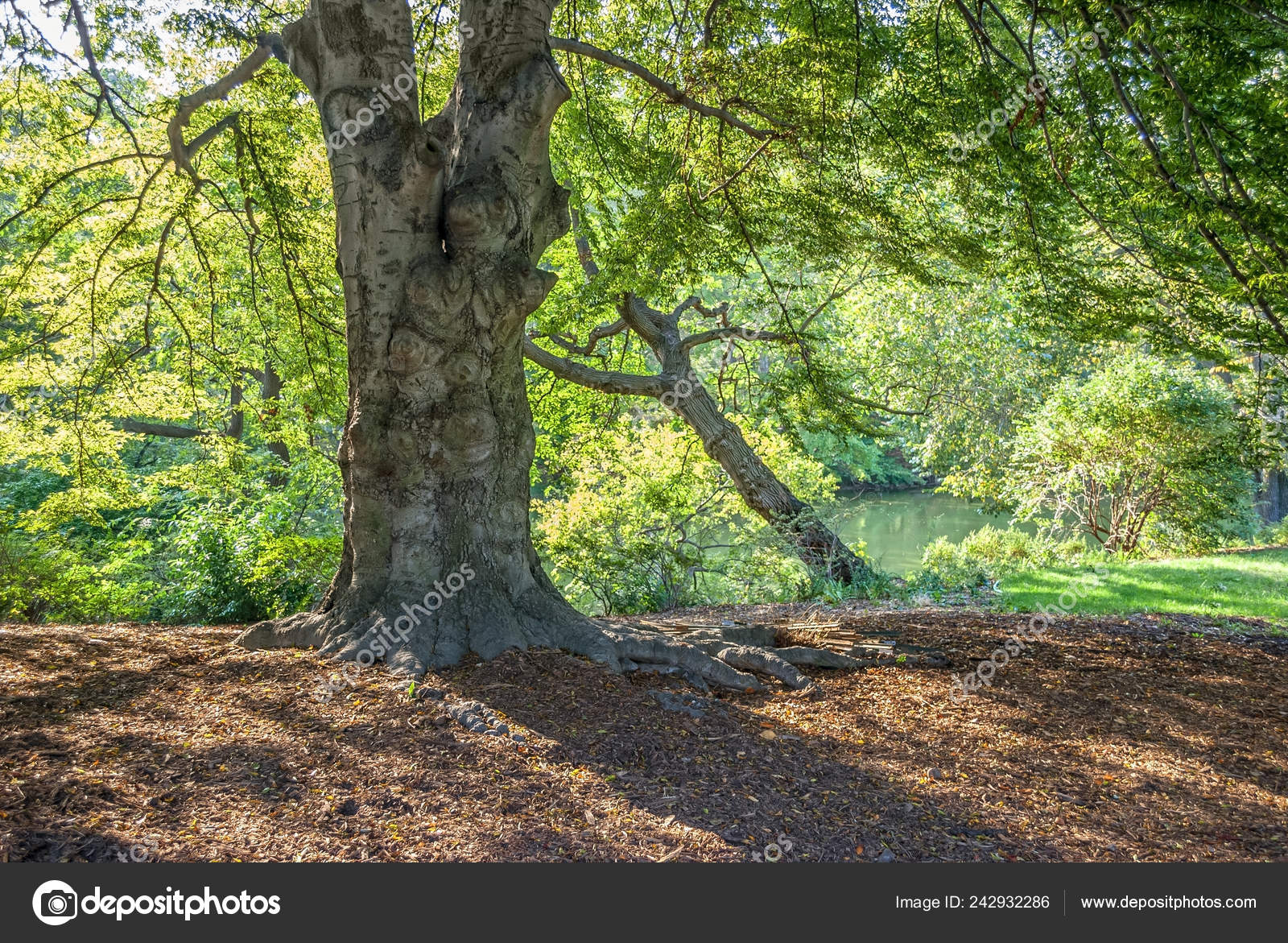Large Shade Tree Lake Central Park New York City — Stock Photo ...