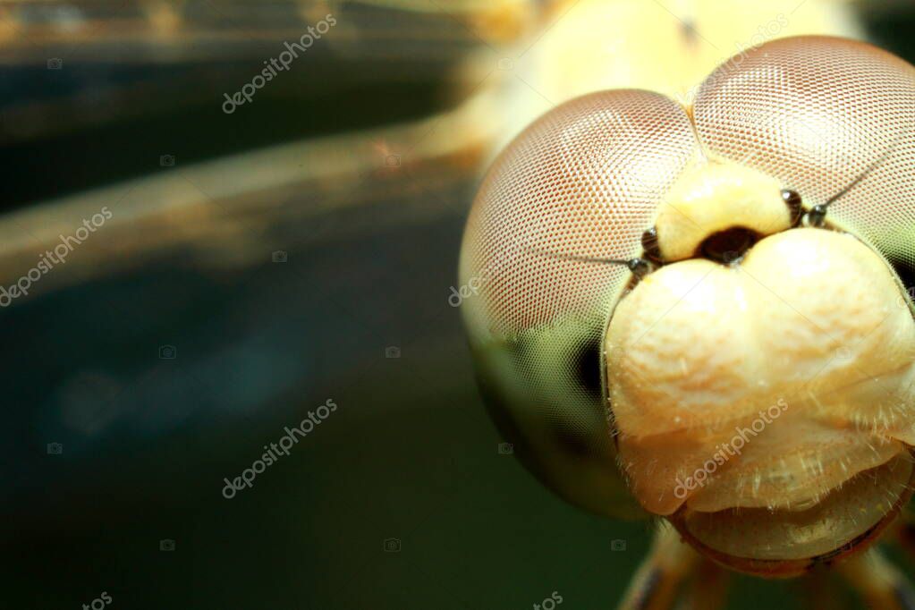 Fotos macro, hermosa escena de la naturaleza lib lula. Mostrando ...