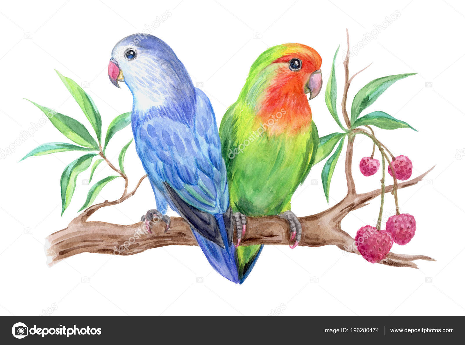 Two Love Birds Drawing