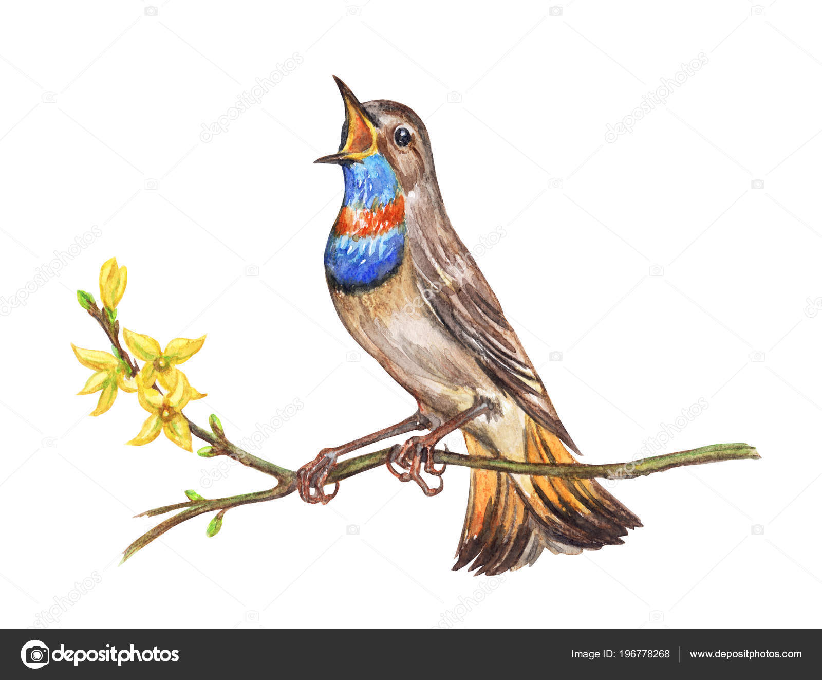 Nightingale Flying Drawing