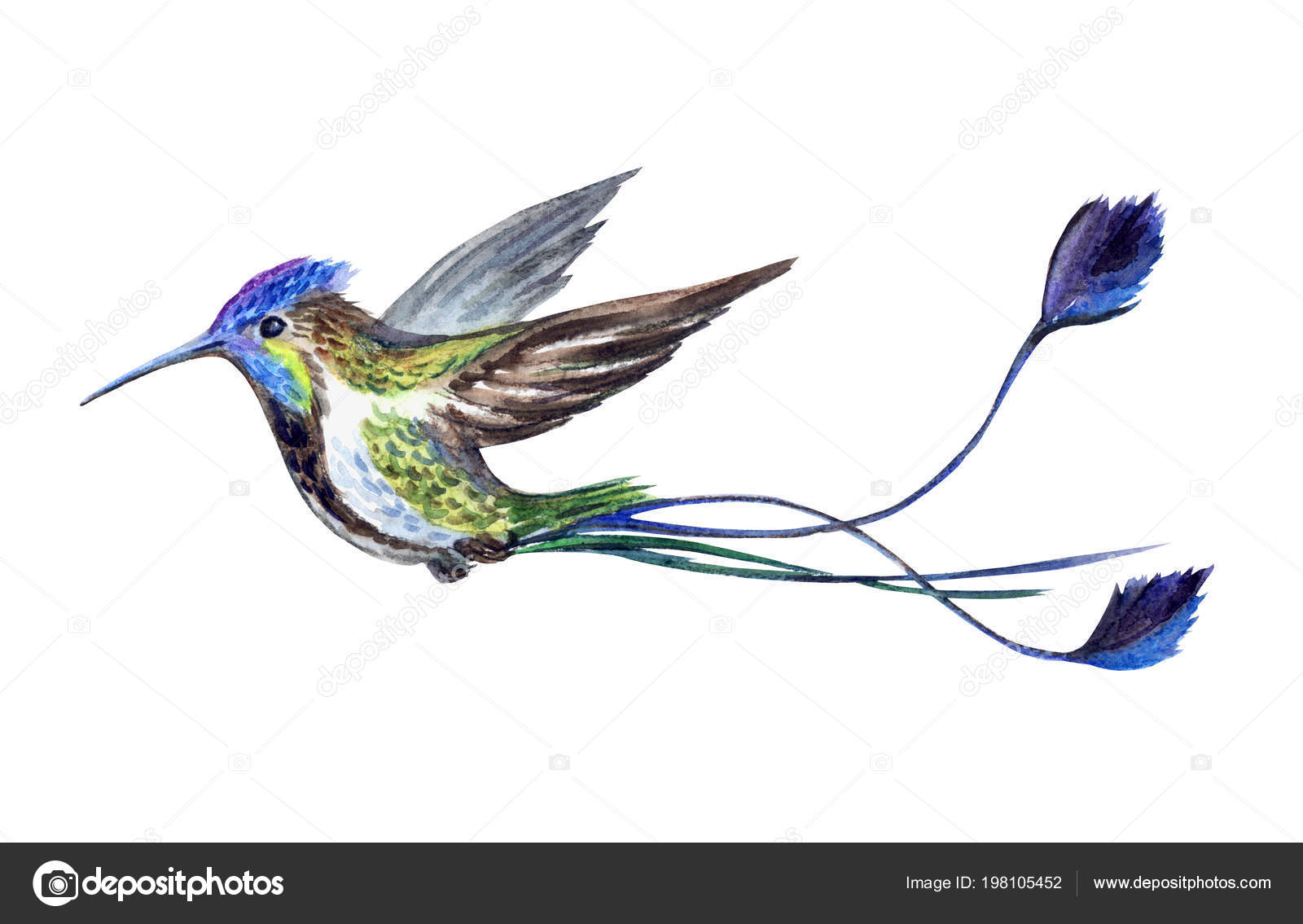 Disegno Di Colibrì Volante